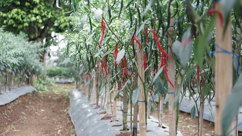 Chili farms in west java stock photo. Image of agriculture - 256460688