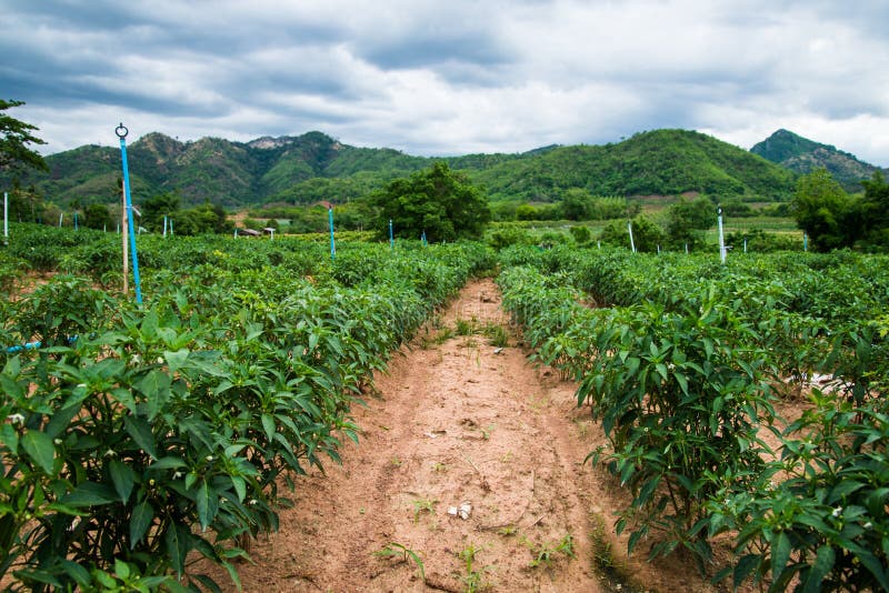 Chili Field on the Hillside Stock Photo - Image of tachuan, vegetables ...