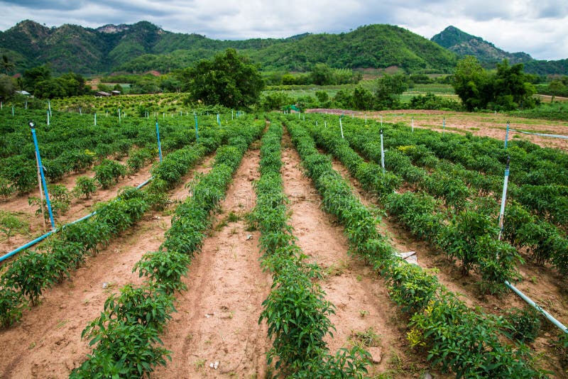 Chili field stock photo. Image of natural, color, leaf - 75275204