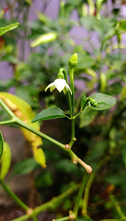 Chili flower stock photo. Image of food, evergreen, nature - 248495320