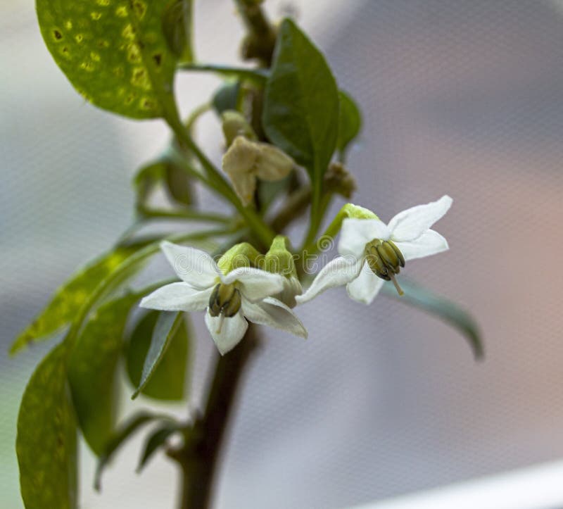 Chili flower stock image. Image of growth, plant, cultivation - 215941221