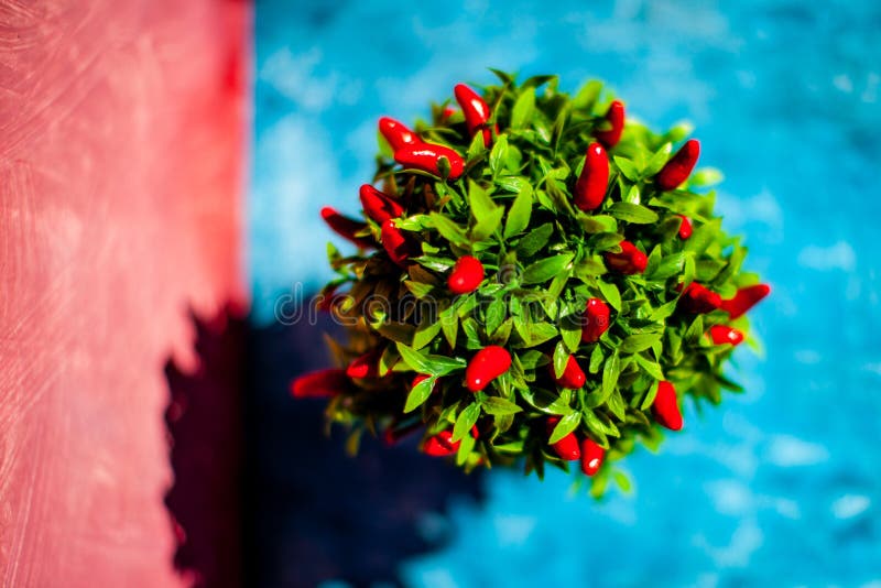 Chili flower stock image. Image of nature, bunch, flower - 155755301