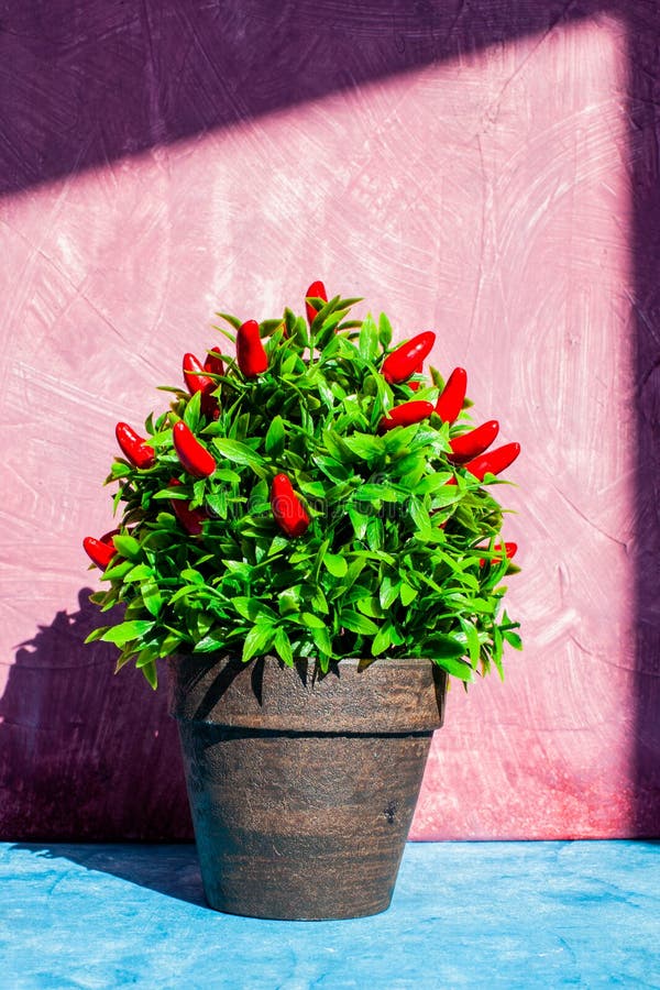 Chili flower stock image. Image of decorative, healthy - 155755339