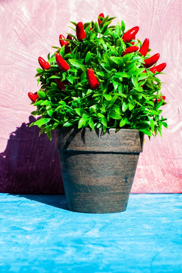 Chili flower stock image. Image of decorative, healthy - 155755339
