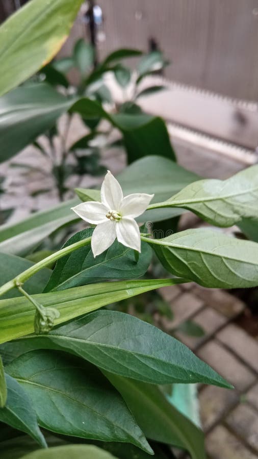 Chili Flower Which is Ready To Become Chilies Stock Photo - Image of ...