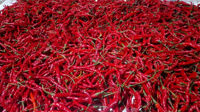 Chili fruit stock photo. Image of orange, food, petal - 376069600