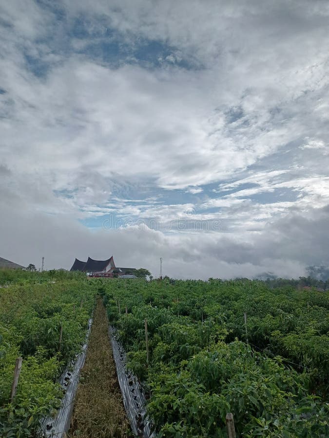 Bumi Tree Stock Photos - Free & Royalty-Free Stock Photos from Dreamstime