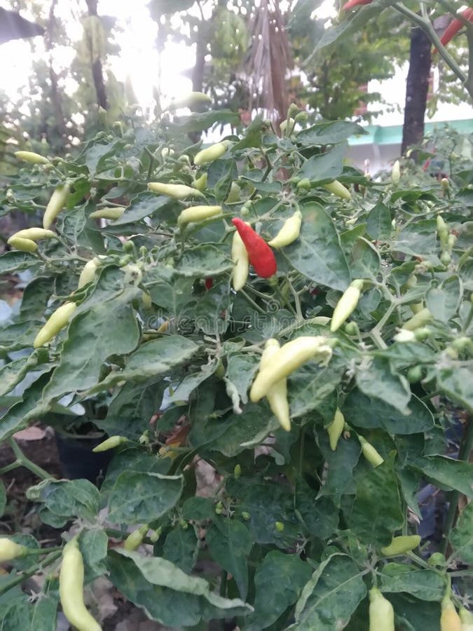 Chili on the garden editorial stock image. Image of chili - 100345864