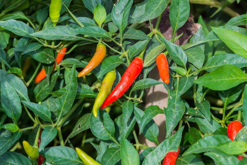 Chili grow in the garden stock photo. Image of birds - 47770040