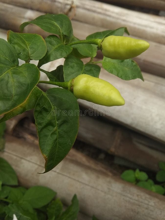 Chili stock image. Image of fruit, crop, flower, citrus - 254656569