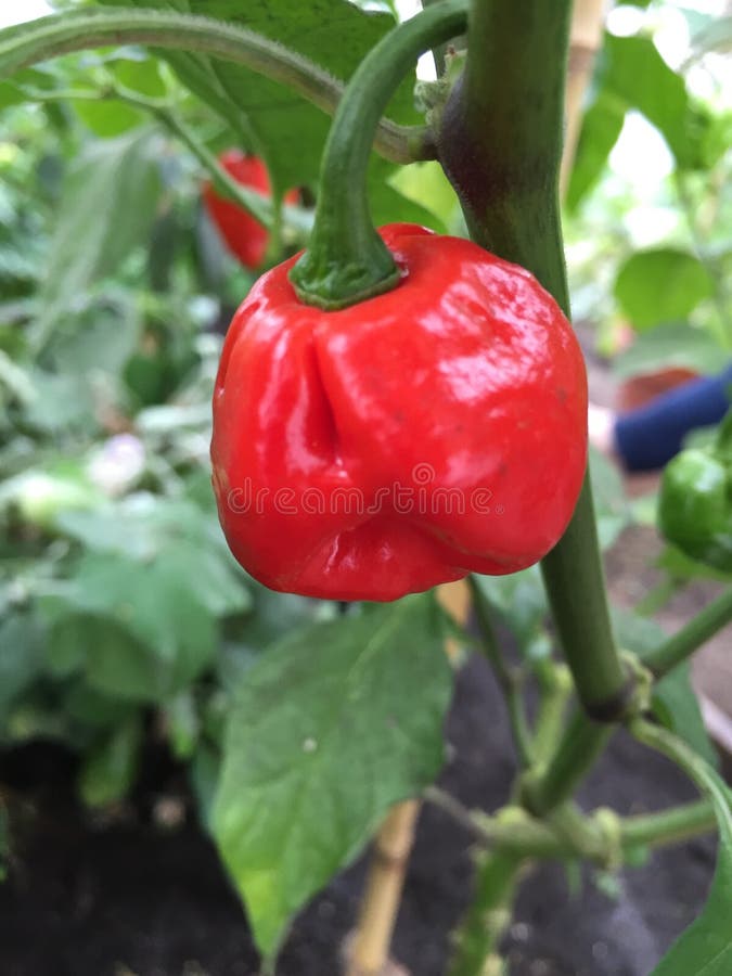 Single chilli on a bush stock image. Image of flavoring - 21883599