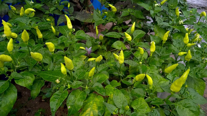 Hot chili from Indonesia stock photo. Image of indonesia - 111061320