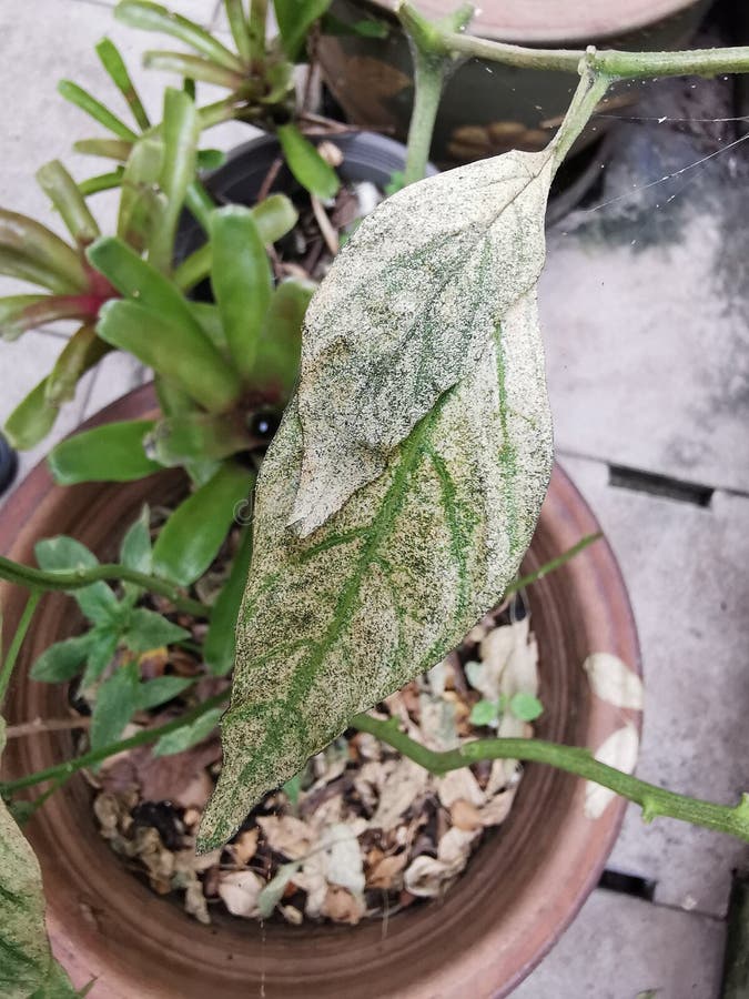 Chili Leaf Damage from Red Spidermites Infestation Stock Photo - Image ...