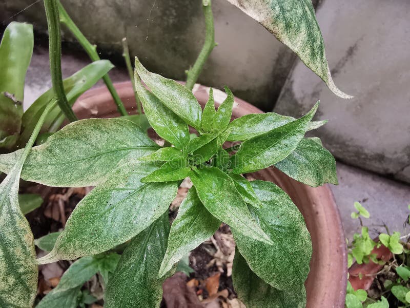 Chilli Anthracnose Disease Caused by Colletotrichum Species on Chili ...