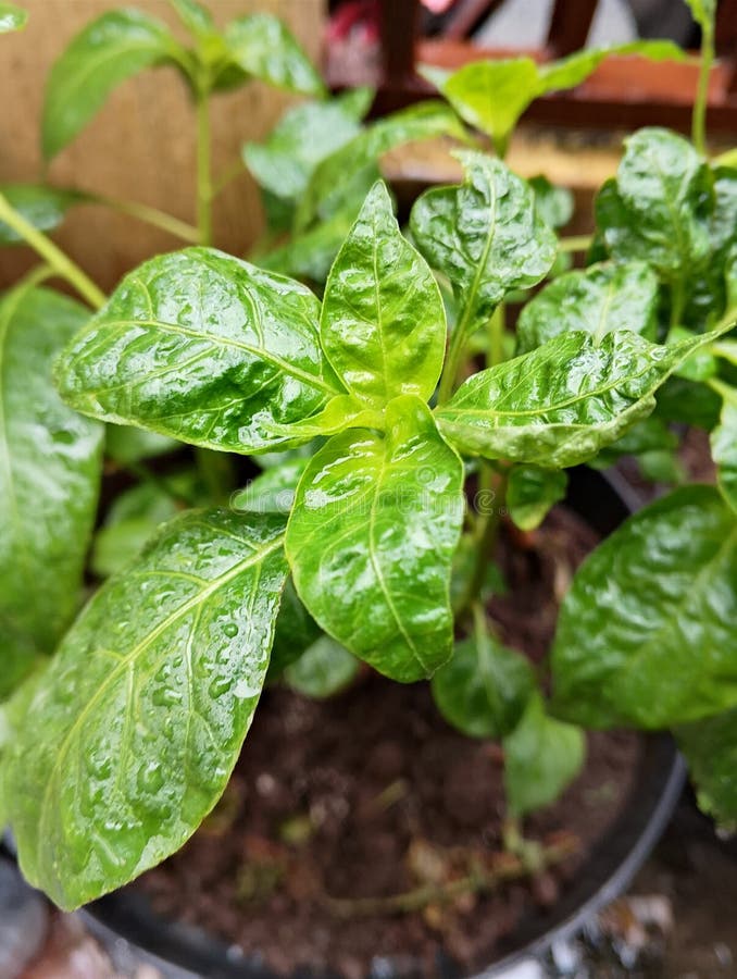 Chili Leaf Tree on Pot while Rain Stock Image - Image of leaf, tree ...