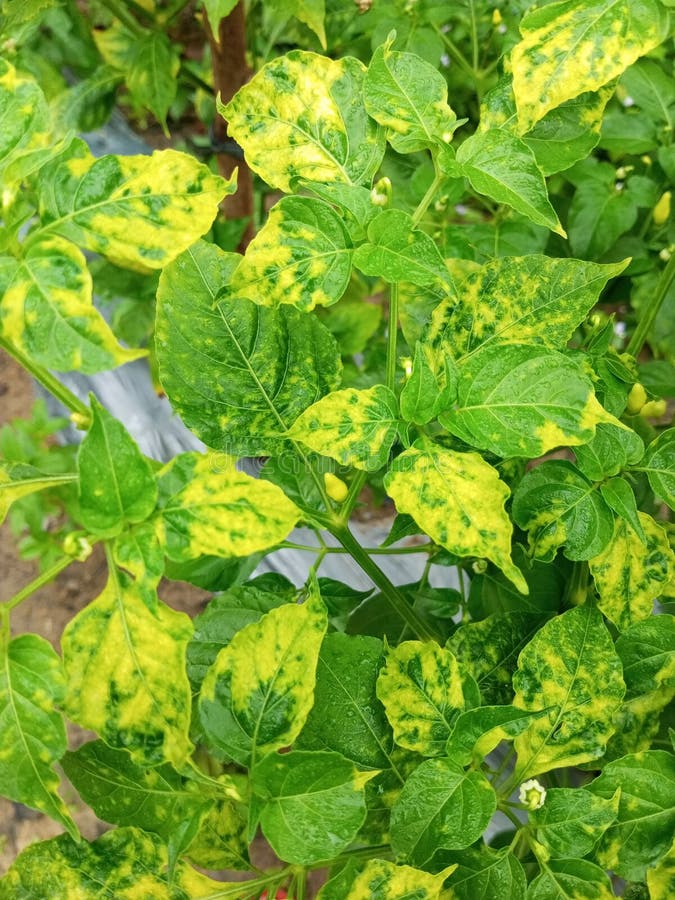 Chili Leaves Infected by Gemini Virus Stock Image - Image of gemini ...