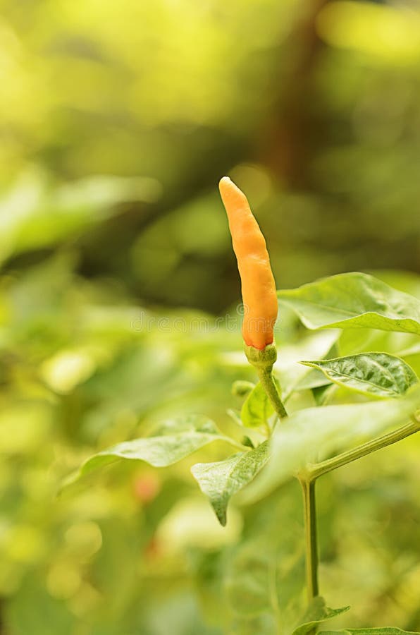 Chili Macro Close Up Backgrounds Vintage Style Stock Photo - Image of ...