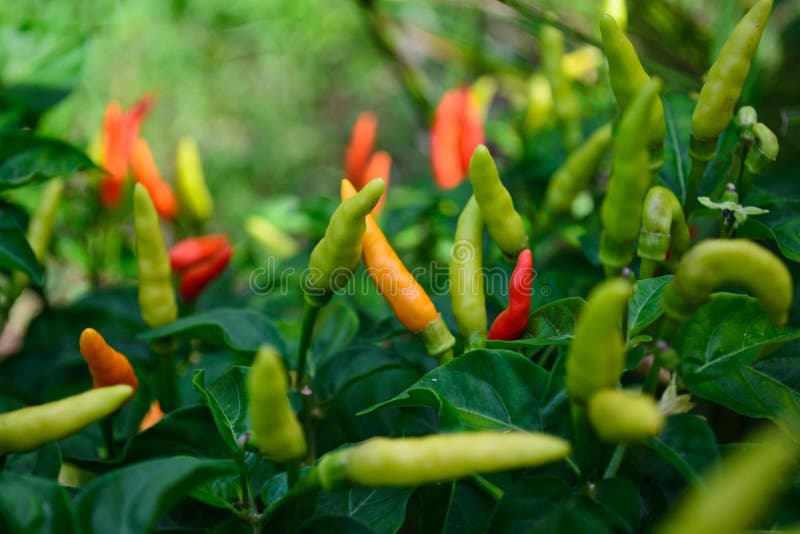 Chili stock image. Image of chili, seasoning, colors - 34241725