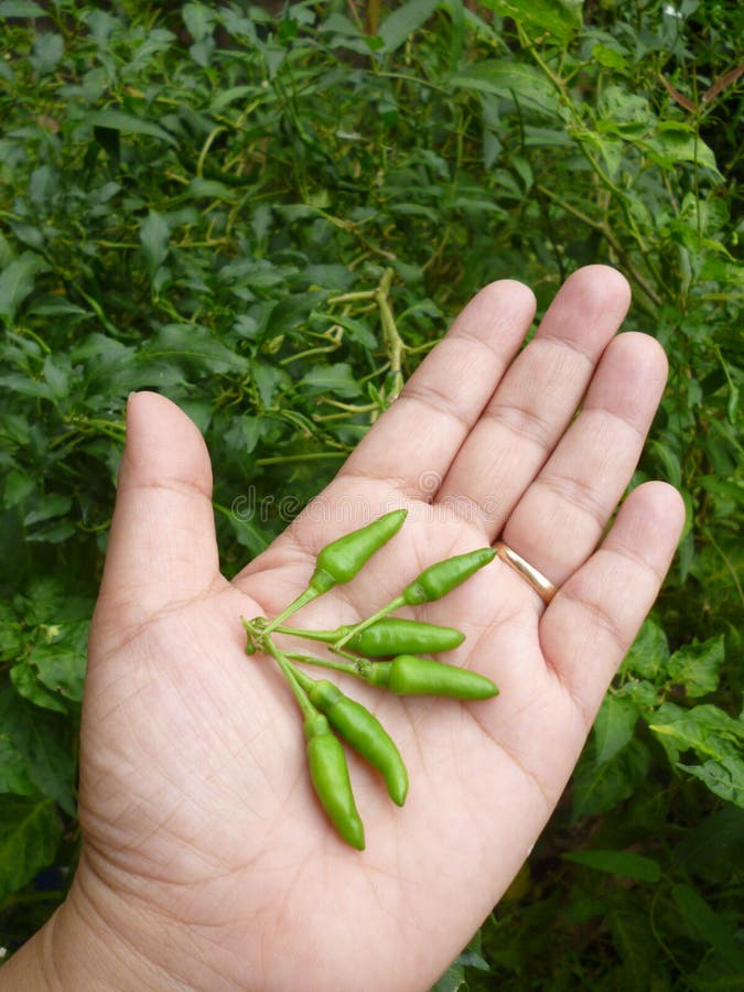 Chili on my hand stock photo. Image of produce, finger - 232057024