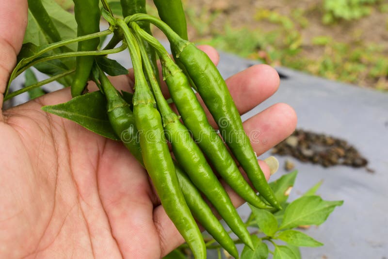 Chili in an organic garden stock photo. Image of color - 254829526