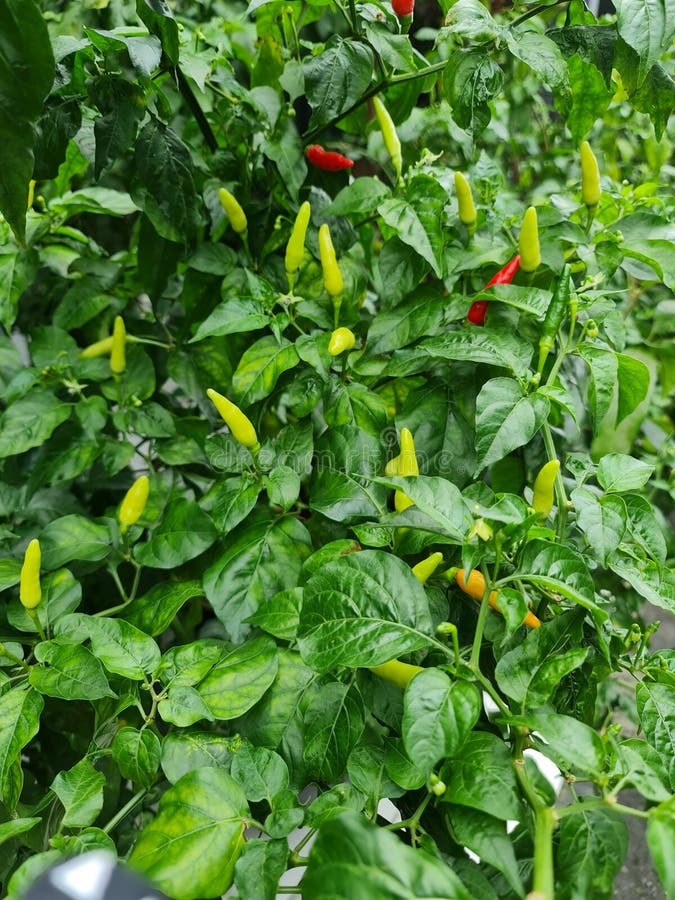 Chili Paper or Capsicum Annuum Species Stock Photo - Image of herb ...