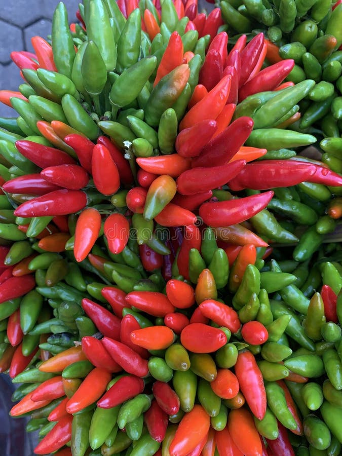 Mexico Chile Capiscum Annum Stock Image - Image of five, capsicums ...