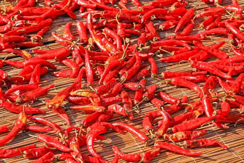 Chili Pepper stock photo. Image of natural, closeup - 101312442
