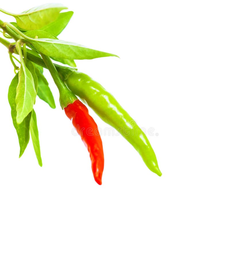 Chili pepper border stock photo. Image of nutrition, branch - 38088542