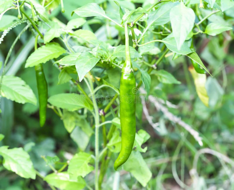 Chili pepper stock image. Image of food, fresh, cayenne - 125744883
