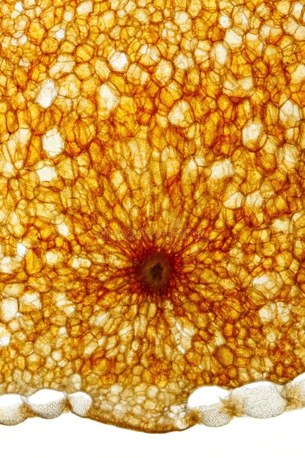 Chili Pepper (Capsicum Annuum) Fruit Pericarp Cross-section Stock Photo ...