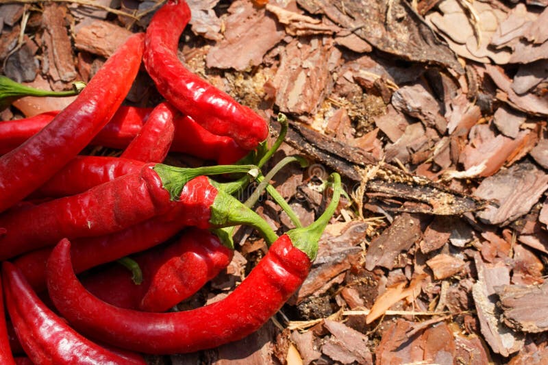 The Chili Pepper Crop Lies on the Ground with Copy Space Stock Image ...