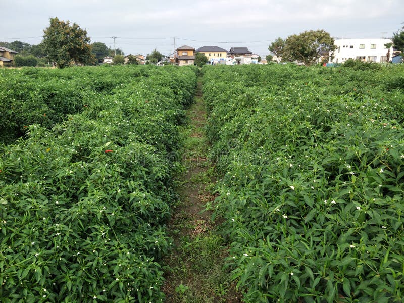 Chili pepper field stock photo. Image of pepper, heap - 126507230