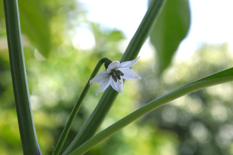 Chili Pepper Flower, Capsicum Sp. Stock Photo - Image of white, central ...