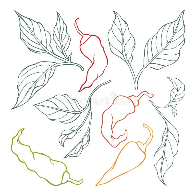 Chili Pepper Icons Linear Set. Simple Icons of Pods and Leaves of ...
