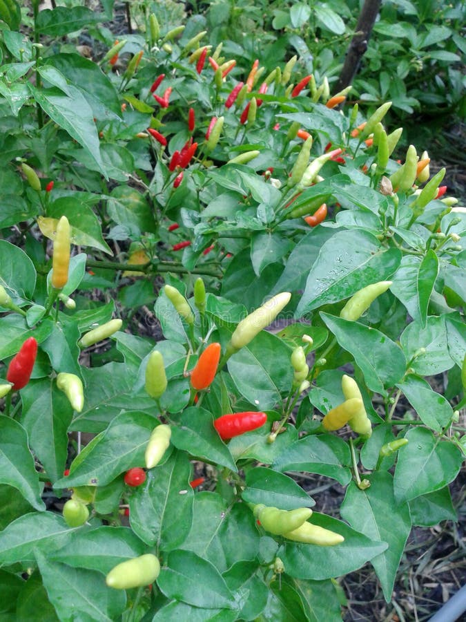 Chili pepper stock image. Image of pepper, freshness - 66824507