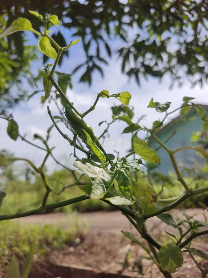 Chili Pepper Plant Reaching for the Sun Stock Image - Image of chili ...