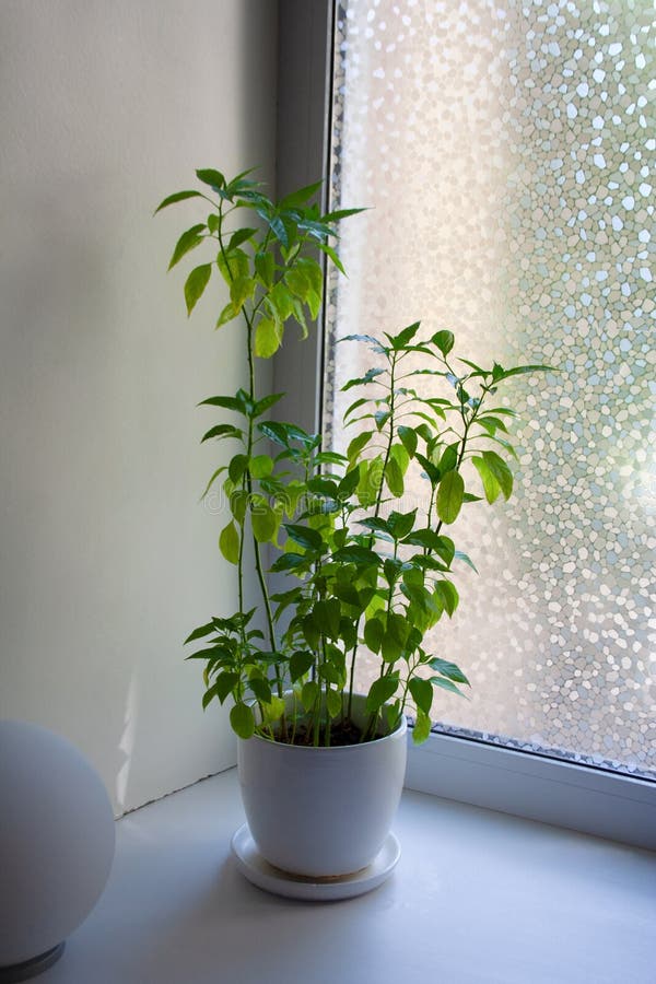 Chili Pepper Plant in White Pot Near Window Stock Image - Image of ...