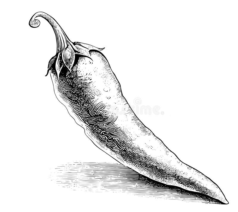 Chili Pepper Sketch Hand Drawn Engraved Style Stock Vector ...