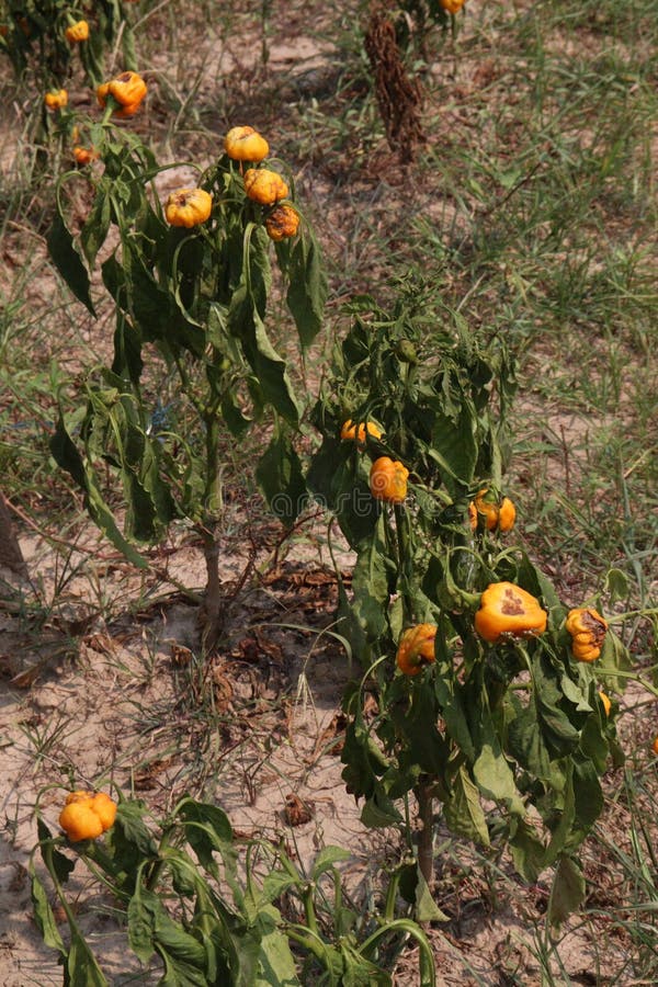Chili Pepper on Tree in Farm Stock Photo - Image of closeup, ripe ...