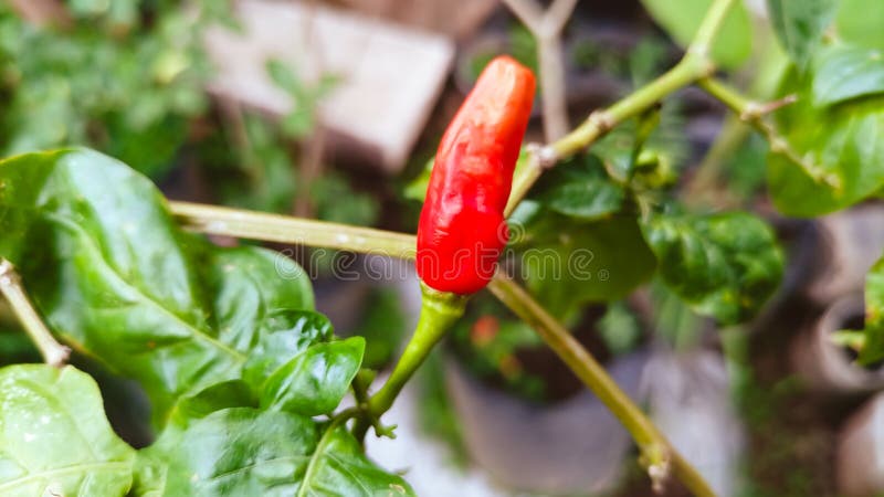 Chili Pepper on a Chili Tree Stock Image - Image of garden, condiment ...