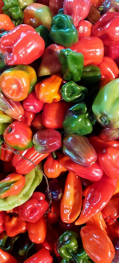 Chili pepperi in market stock image. Image of cuisine - 249830341