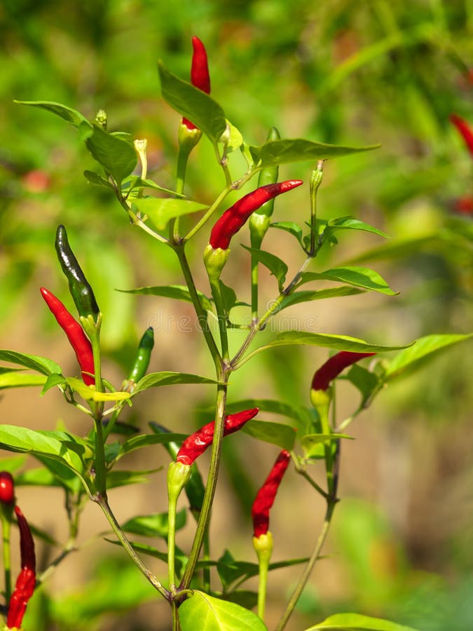 Chili peppers, Ripe chili peppers still on the