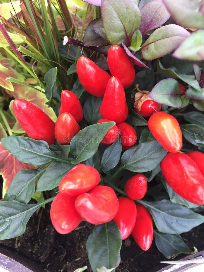 Chili Peppers Rojo Ornamental Foto de archivo - Imagen de planta, rojo ...