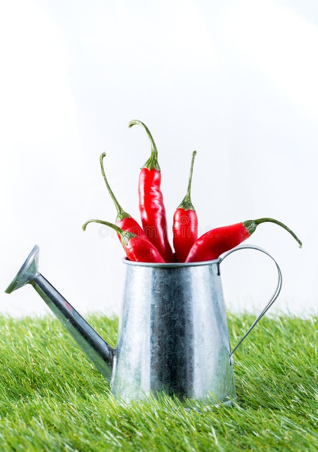 Chili Peppers in Watering Can Stock Image - Image of freshness, peppers ...
