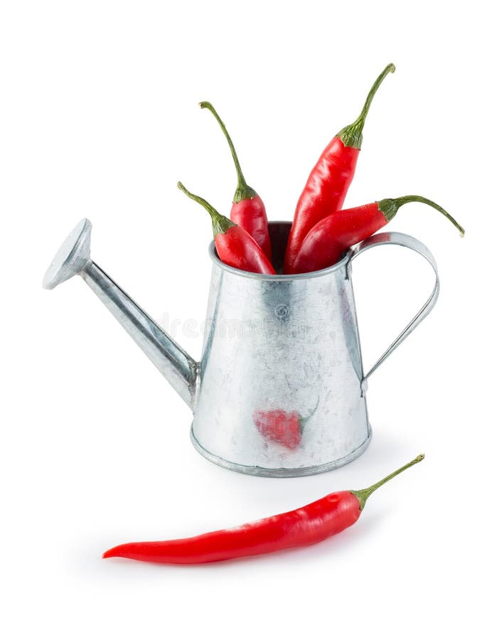 Chili Peppers in Watering Can Stock Image - Image of chilli, spicy ...
