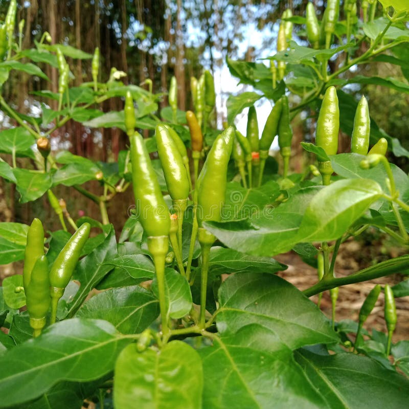 Chili piles fresh stock image. Image of fresh, piles - 268196835