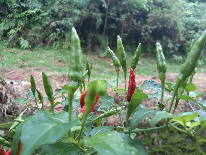 Chili plant on forest view stock photo. Image of vegetation - 191529356