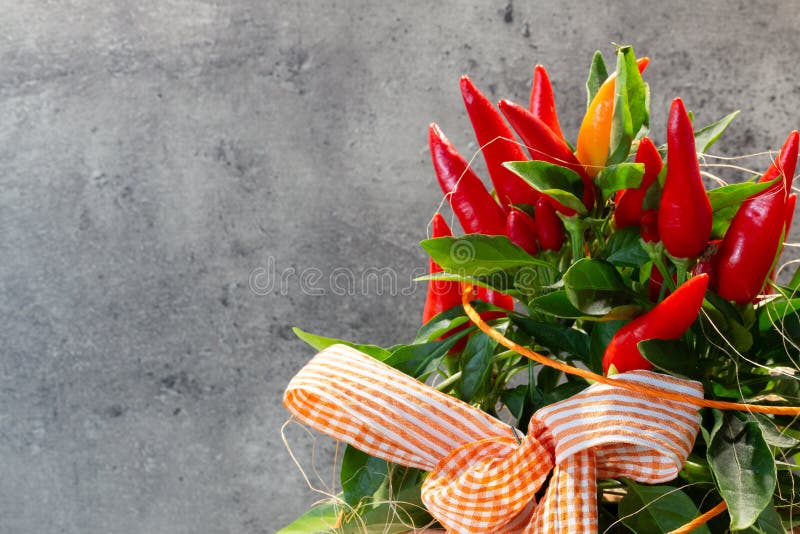 Chili Plant in Front of a Concrete Wall Stock Image - Image of peppers ...