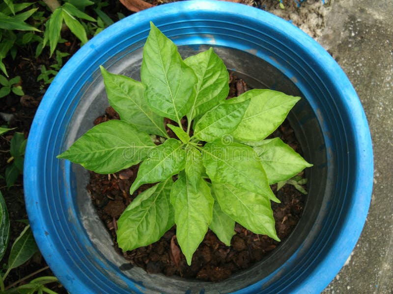 Chili Plant Growing in Blue Round Pot Stock Image - Image of closeup ...