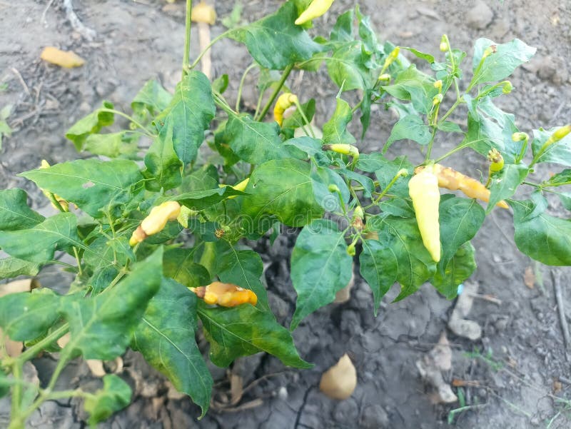 Chili Plant Infested by Fruit Flies Stock Image - Image of infested ...